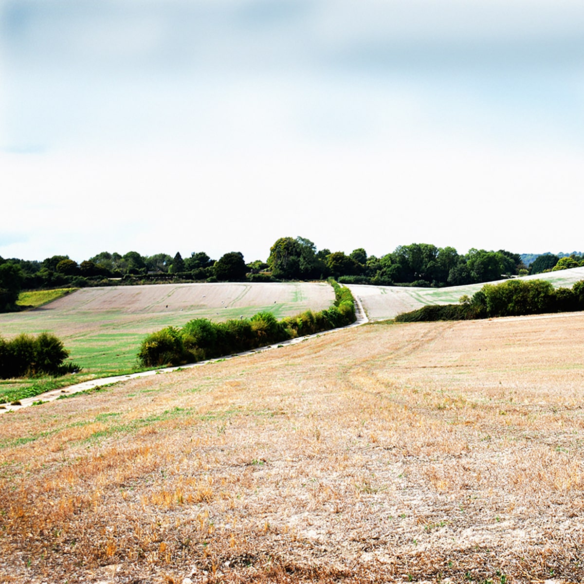 We're Growing! – Westwell Wine Estates