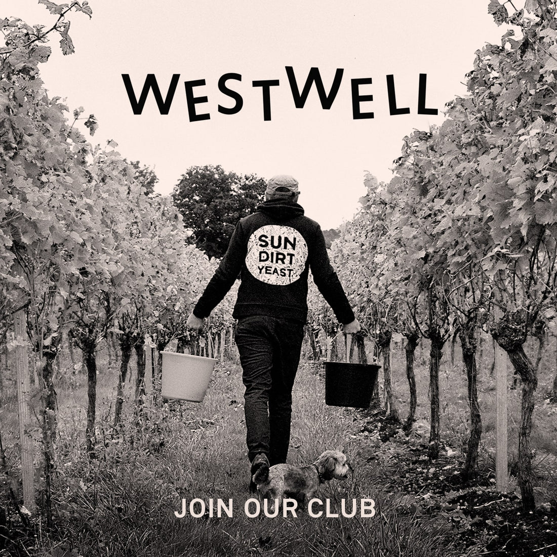 Westwell Wines | Premium English Still & Sparkling Wines – Westwell ...
