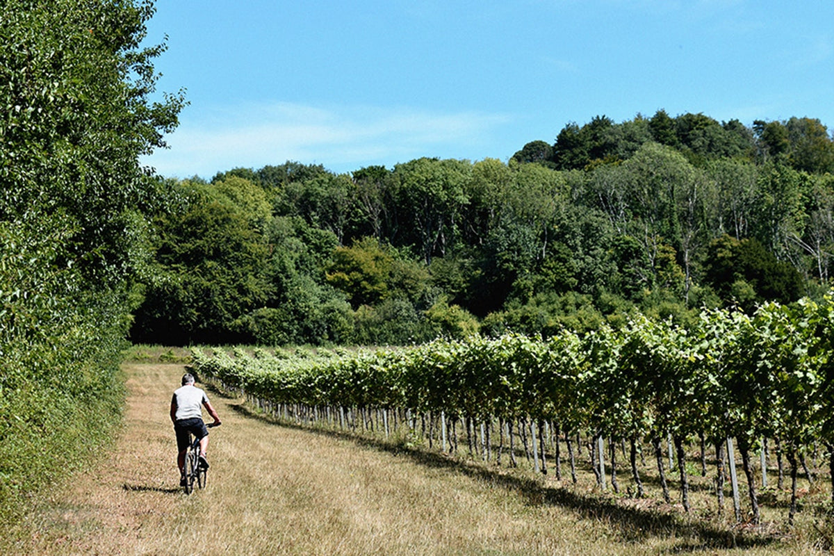 Vineyard Update | Westwell Wines – Westwell Wine Estates